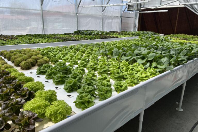 Aquaponics Technology: Deep Water Culture (DWC) - Urban Fish Farmer