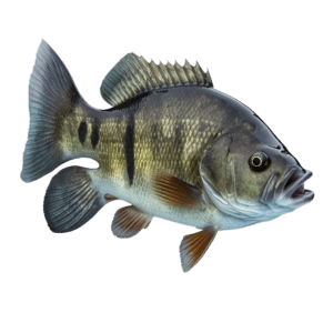 Aquaponic Systems - Urban Fish Farmer