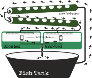 Ebb & Flow Aquaponic System - Urban Fish Farmer