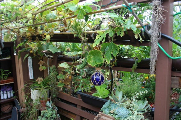 Backyard Ebb & Flow Aquaponic System - Urban Fish Farmer