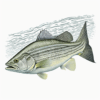 Hybrid Striped Bass - Urban Fish Farmer