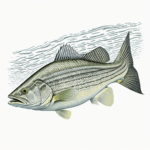 Hybrid Striped Bass - Urban Fish Farmer