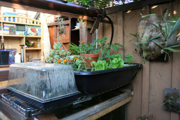Backyard Ebb & Flow Aquaponic System - Urban Fish Farmer