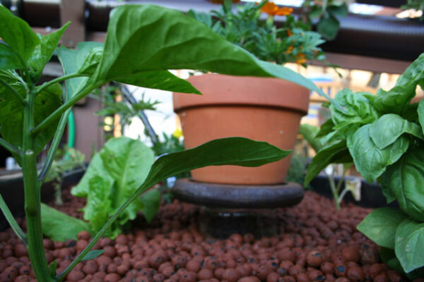 Backyard Ebb & Flow Aquaponic System - Urban Fish Farmer