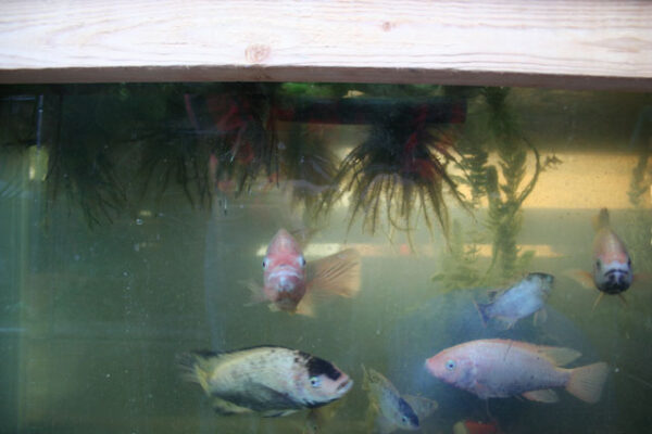 Backyard Ebb & Flow Aquaponic System - Urban Fish Farmer
