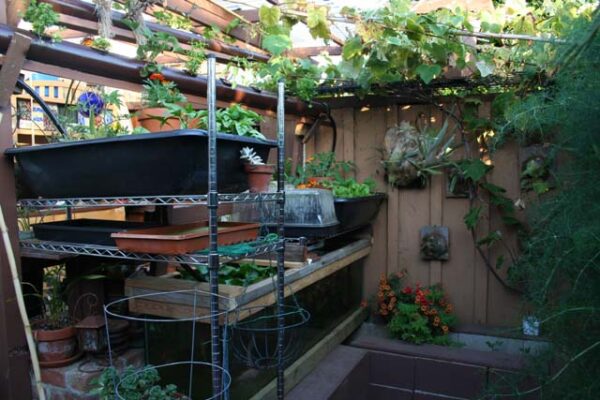 Backyard Ebb & Flow Aquaponic System - Urban Fish Farmer