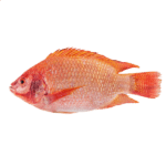 Red Tilapia - Urban Fish Farmer