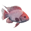Red Tilapia - Urban Fish Farmer