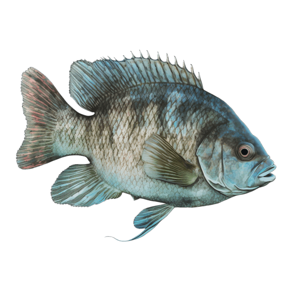 Types of Tilapia - Urban Fish Farmer