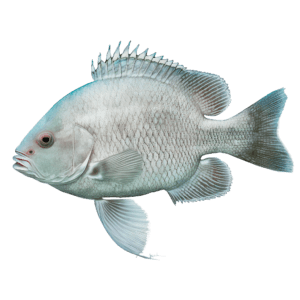 Types of Tilapia - Urban Fish Farmer