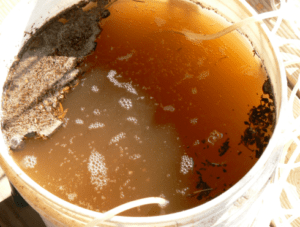 Red Worm Vermicomposting & Worm Tea - Urban Fish Farmer